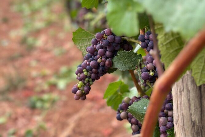 Curated Wine Country Experiences Full Day Tour - Practical Tips for Making the Most of Your Tour