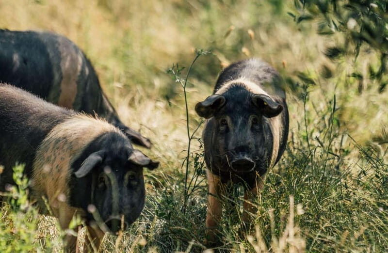 Cured Meat & Olive Oil Tasting & Visit near Pisa & Livorno - A Closer Look at the Experience