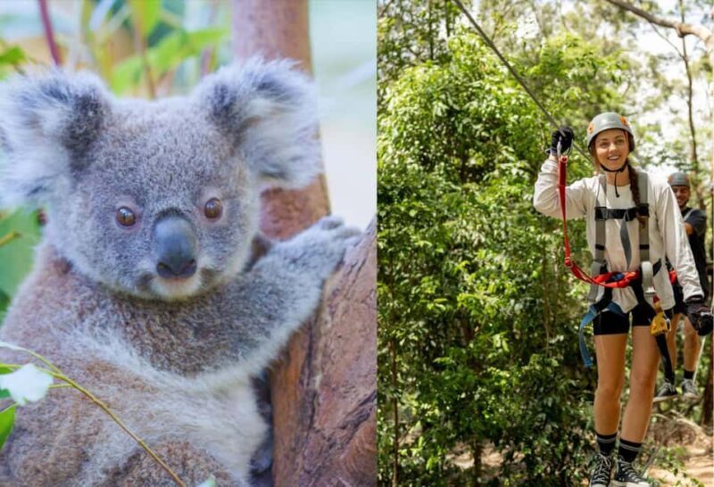 Currumbin Wildlife Sanctuary & TreeTop Challenge Combo - Overview: A Day of Wildlife and Adventure in Queensland