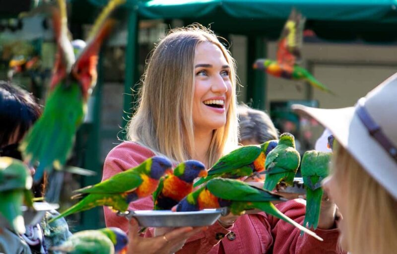 Currumbin Wildlife Sanctuary & TreeTop Challenge Combo - FAQs