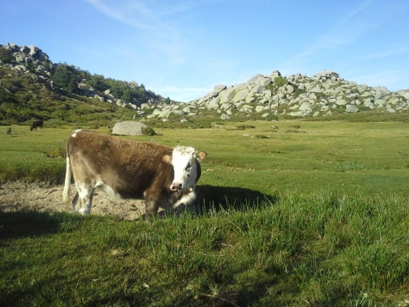 Cuscionu's plateau, 1000 waterholes'grass : pozzines - An Introduction to the Experience
