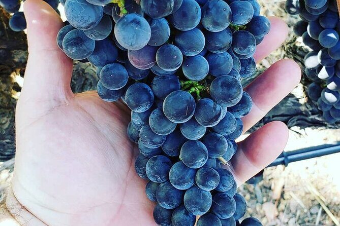 Custom 6-Hour Napa Valley Wine Tour in a Luxury Vehicle - The Sum Up: Is This Tour Worth It?