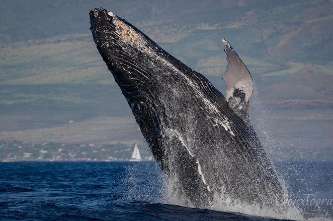 Custom Private Adventure - Why This Maui Private Boat Tour Stands Out