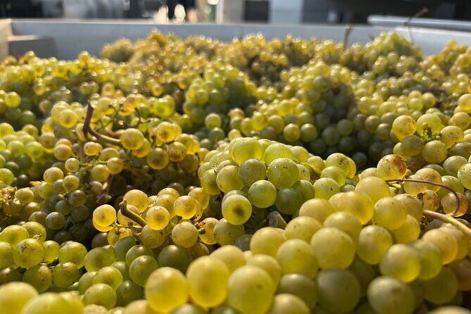 Custom Willamette Wine Tours from The Allison Inn and Spa - A Closer Look at the Custom Willamette Wine Tours from The Allison Inn & Spa