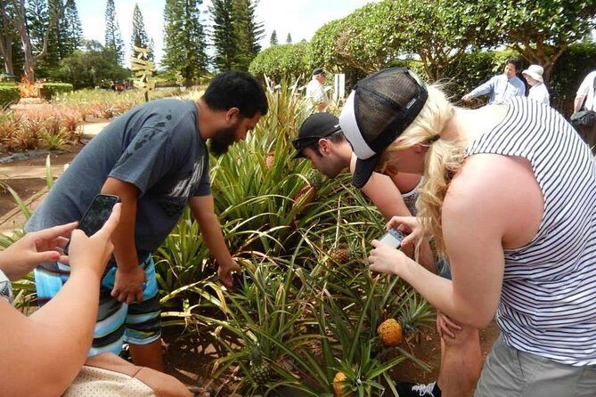 Customizable Island Tours Tours on Oahu - A Closer Look at the Experience