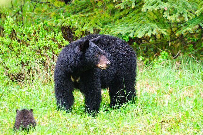 Customizable Private Tour in Ketchikan with Pick Up - Key Points
