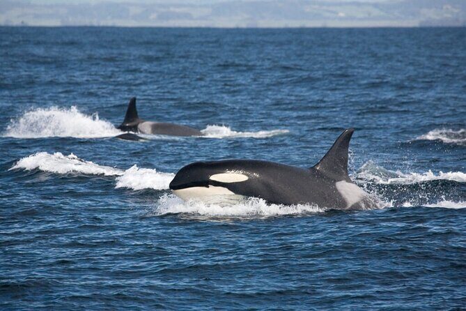 Customizable Private Tour in Ketchikan with Pick Up - The Sum Up: Who Should Book This Tour?
