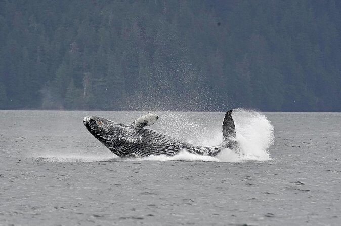 Customizable Private Wildlife Tour - The Allure of a Customizable Wildlife Experience in Sitka