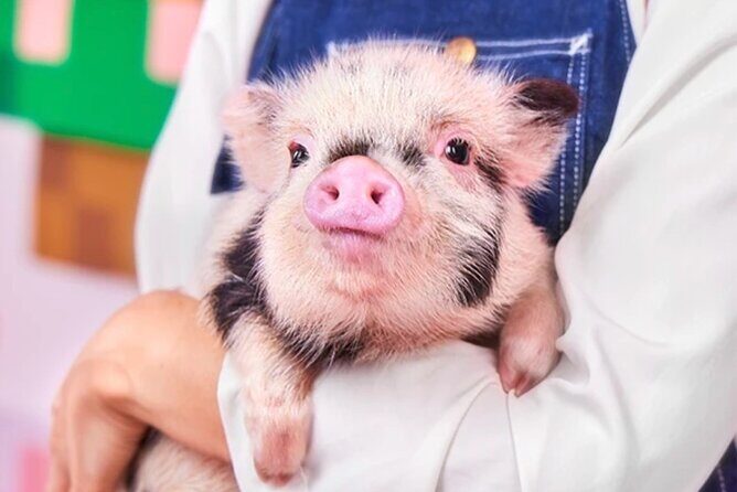 Customizable Shibuya and Harajuku Tour - Why This Tour Is Worth It