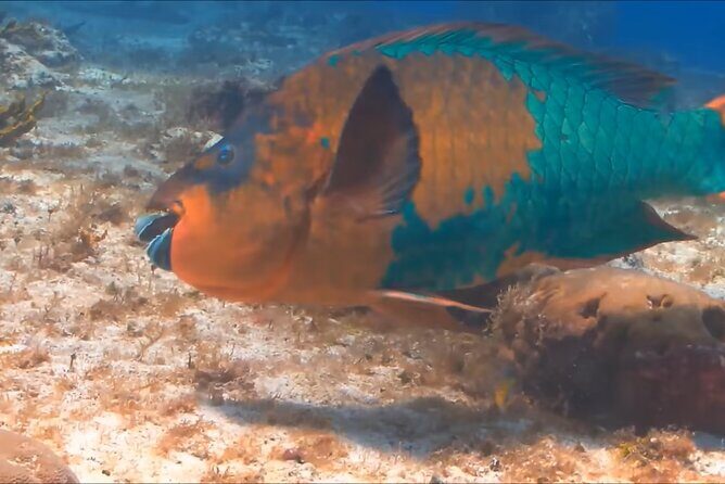 Customize Snorkeling with Option shopping Lunch & Stop local food - Transportation & Group Size