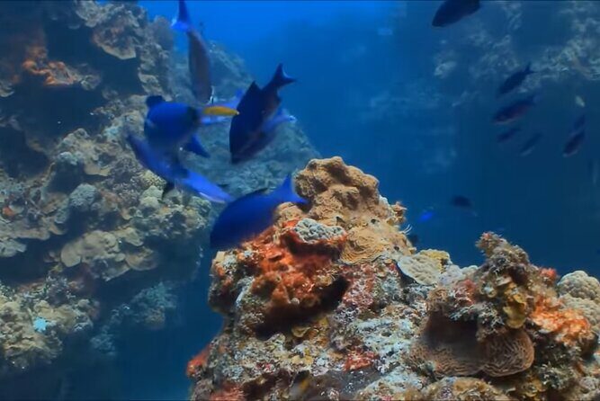 Customize Snorkeling with Option shopping Lunch & Stop local food - Safety & Eco-Conscious Practices