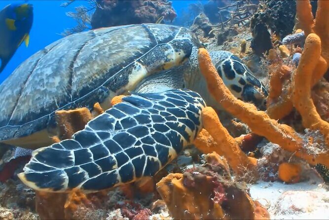 Customize Snorkeling with Option shopping Lunch & Stop local food - Reviews and Authentic Feedback