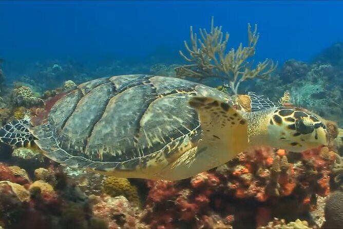 Customize Snorkeling with Option shopping Lunch & Stop local food - The Sum Up: Who Is This Tour Best For?