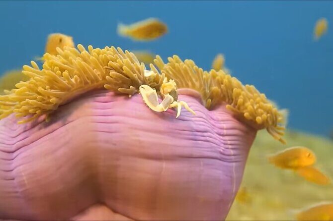 Customize Snorkeling with Option shopping Lunch & Stop local food - FAQ