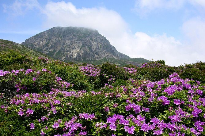 Customized Private JEJU Hiking Tour for 7 days (Mt. Hallasan and Olle Course) - FAQ