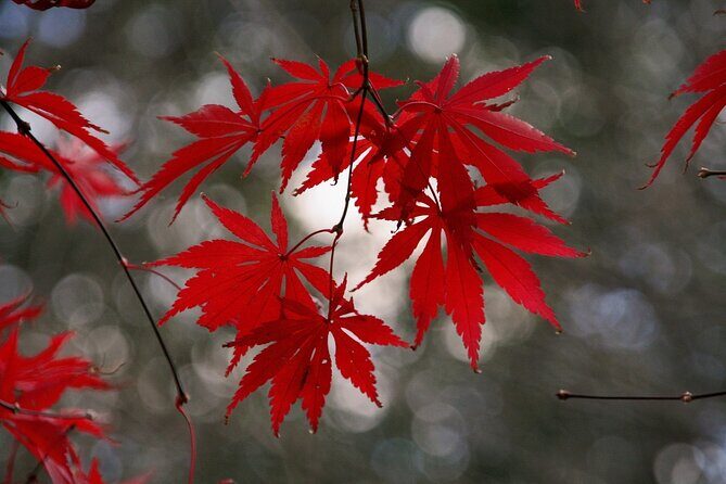 Customized Private Kyoto Tour by a local tour guide - The Itinerary: Breaking Down the Highlights