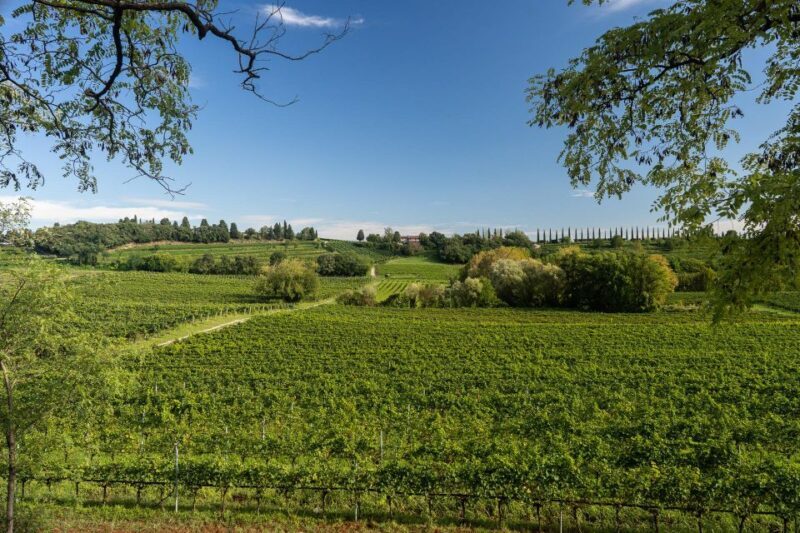 Custoza: Organic Wine Tasting with Vineyard and Cellar Tour - The Value in Context
