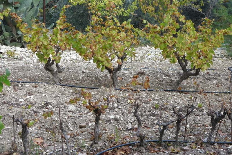 Cyprus: Troodos Mountain Food & Wine Tasting Tour with Lunch - Authenticity and Value