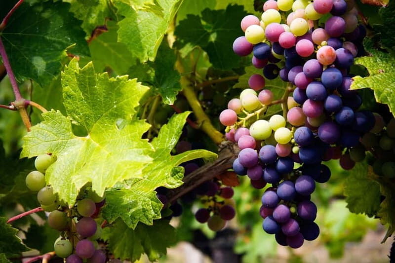 Cyprus: Troodos Mountain Wine Tour with a Local - What Makes This Tour Stand Out?