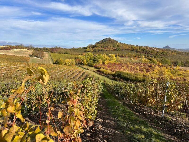 Czech Vineyards and Wine Tasting 4WD Tour with Lunch - The Sum Up