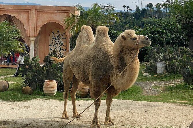 Da Lat Adventure: Full-Day Tour of New Attractions in 2025 - Overall Reflection and Value