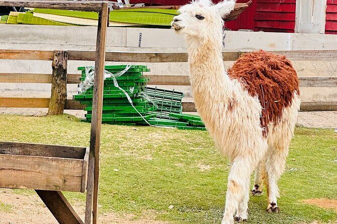 Da Lat Adventure: Full-Day Tour of New Attractions in 2025 - Frequently Asked Questions