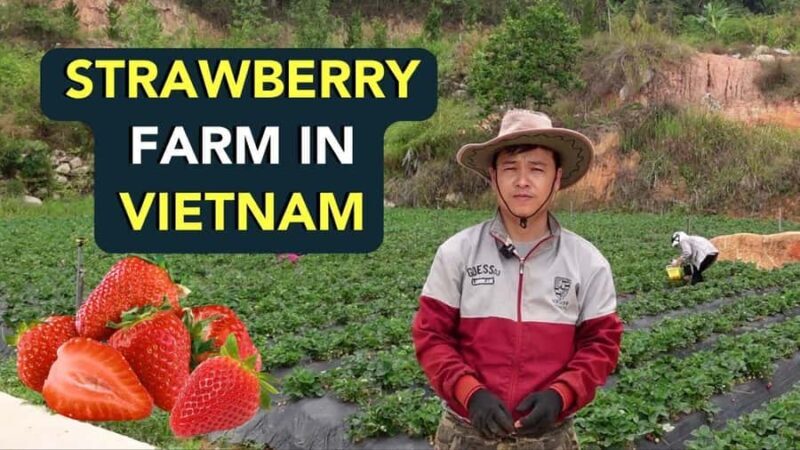 Da Lat: Sunrise Photography & Scenic Morning Tour - Introduction