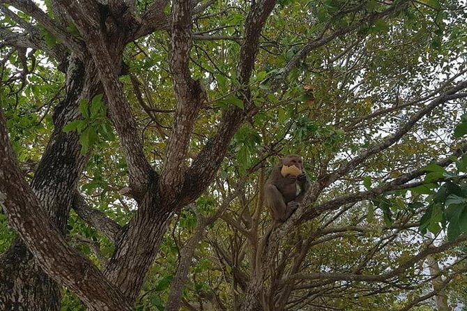Da Nang Buddist Tour - Visit pagodas in Da Nang City Private Tour - The Experience You Can Expect