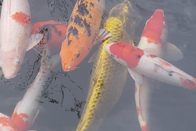 Da Nang Farming Bike Tour & Local Food Experience by Co Co River - Authentic Moments and Traveler Insights