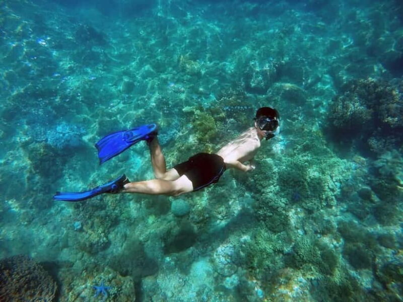 Da Nang/Hoi An: Cham Island Snorkeling or Diving Tour - Key Points