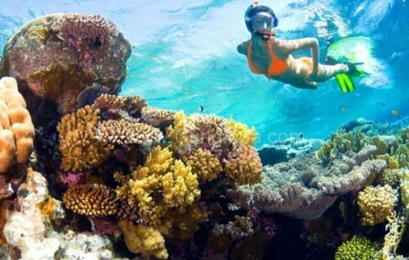 Da Nang/Hoi An: Diving in Cham Islands with an instructor - Key Points