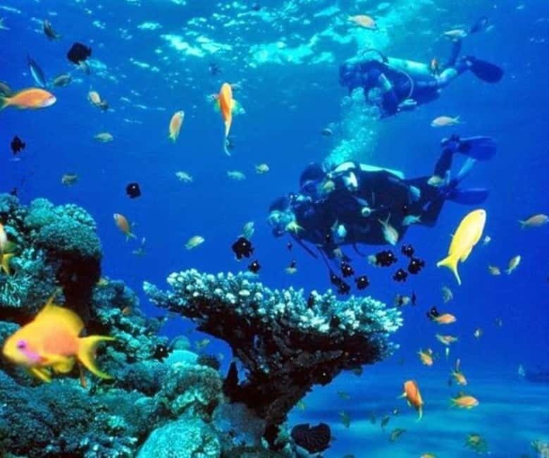 Da Nang/Hoi An: Diving in Cham Islands with an instructor - FAQs