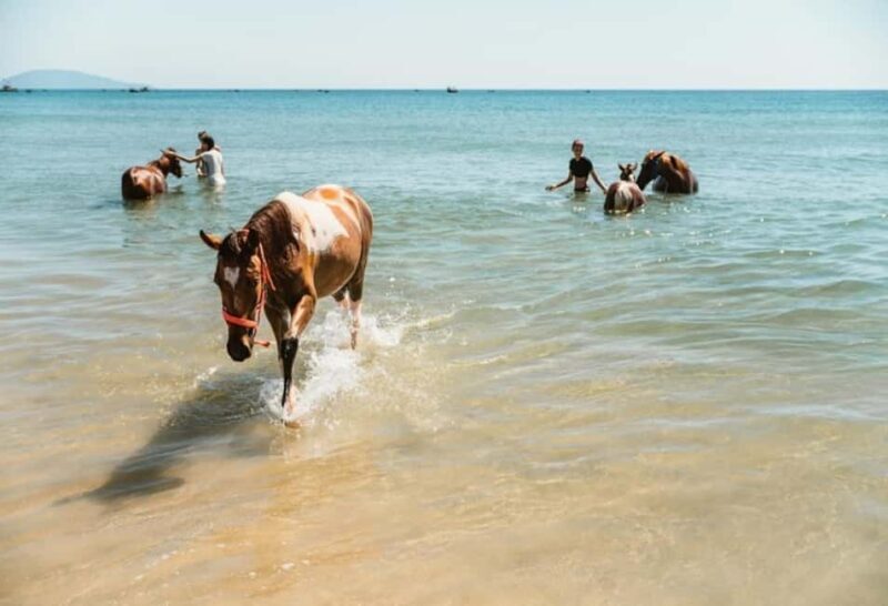Da Nang: Nature & Horse-Riding Experience - FAQ