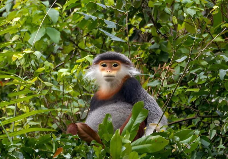 Da Nang: Wildlife watching, Douc Langurs watching, education - Key Points