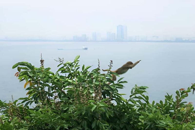Da Nang: Wildlife watching, Douc Langurs watching, education - An In-Depth Look at the Wildlife Watching Experience