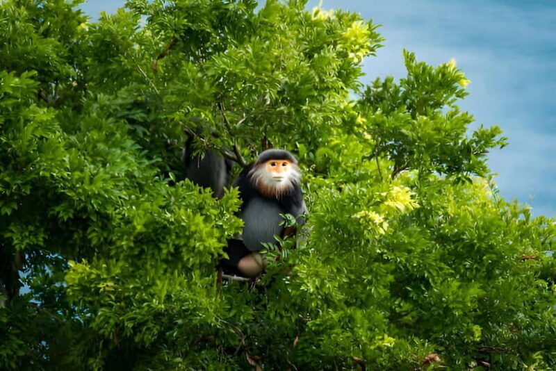 Da Nang: Wildlife watching, Douc Langurs watching, education - The Lunch: Fresh, Local, and Delicious