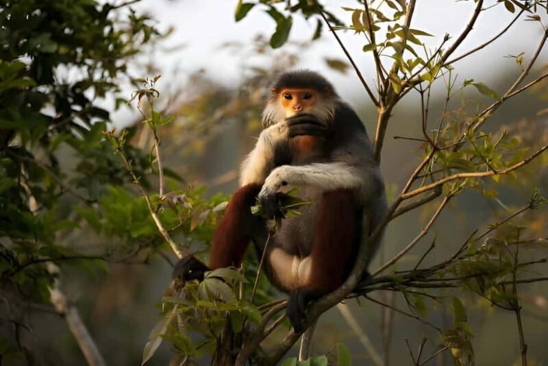 Da Nang: Wildlife watching, Douc Langurs watching, education - Practical Details That Matter