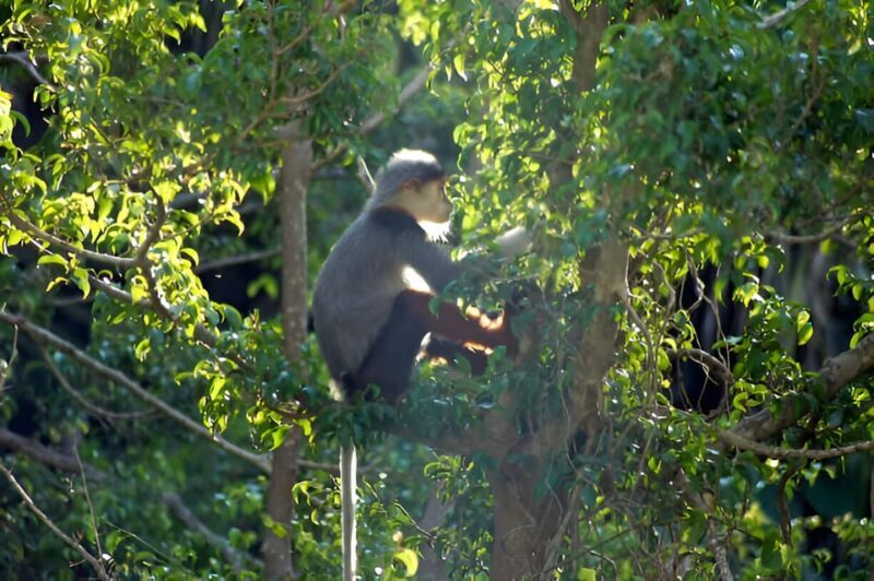 Da Nang: Wildlife watching, Douc Langurs watching, education - FAQ