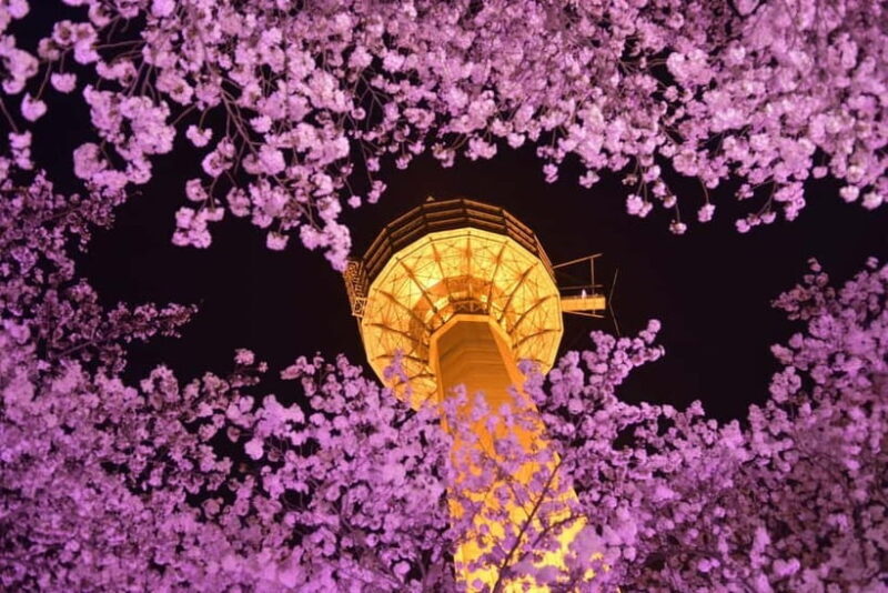 Daegu: Private Taxi Tour Car Charter - Who Will Benefit Most?