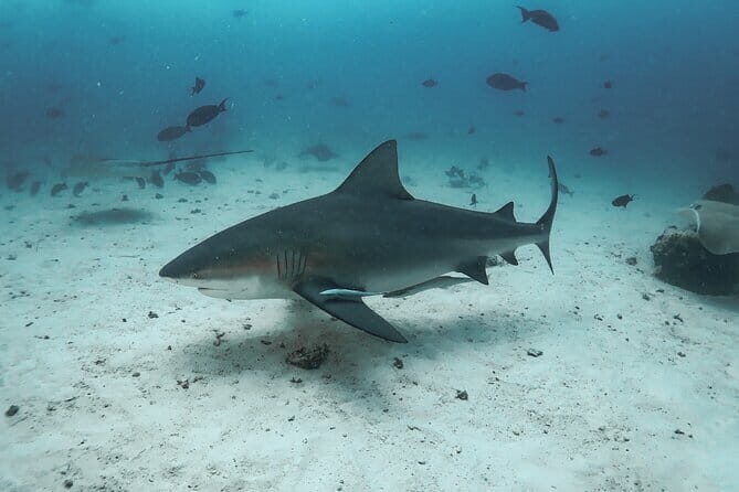 Daily Dive Single Tank Diving - Key Points