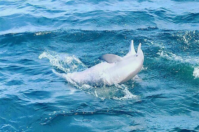 Daily Dolphin Cruise + Sightseeing Tour on Pensacola Beach - An In-Depth Look at the Tour