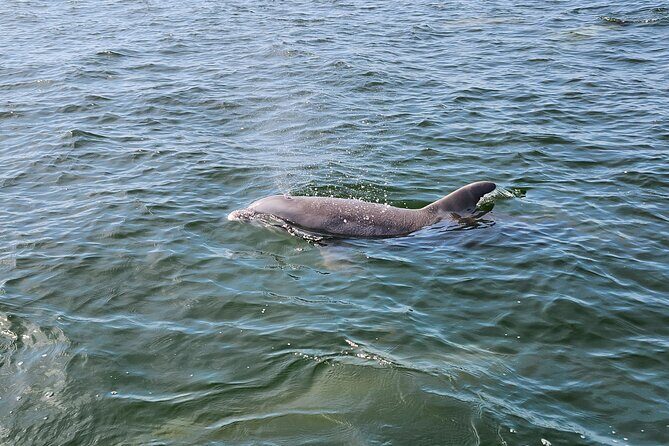 Daily Dolphin Cruise + Sightseeing Tour on Pensacola Beach - FAQ