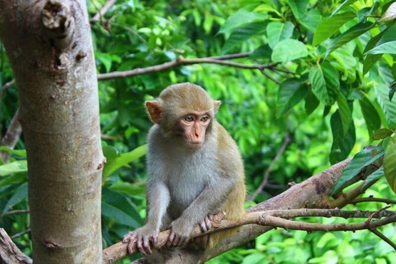 DailyTour Son Tra Wildlife Walk & Excursion (Dinner Option) - Practicalities to Keep in Mind