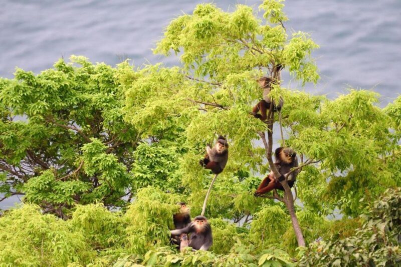 DailyTour Son Tra Wildlife Walk & Excursion (Dinner Option) - FAQs