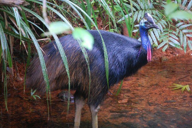 Daintree Discovery Centre Single Pass - FAQ: Your Practical Questions Answered