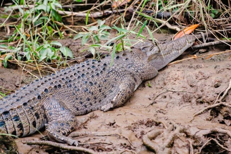 Daintree: Guided Daintree River Wildlife Cruise - Key Points