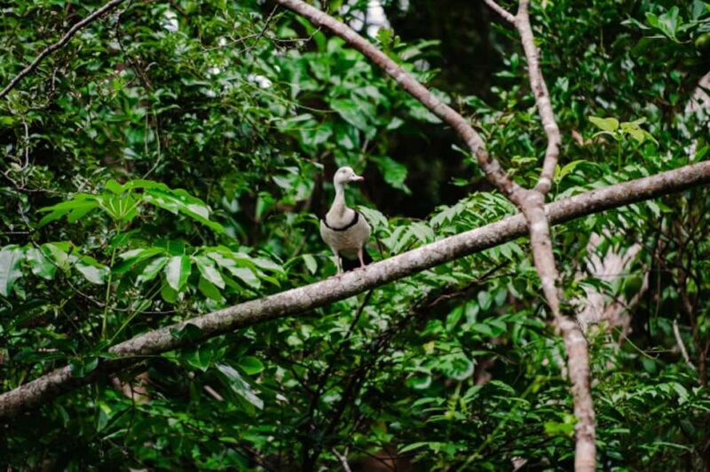 Daintree: Guided Daintree River Wildlife Cruise - A Closer Look at the Experience