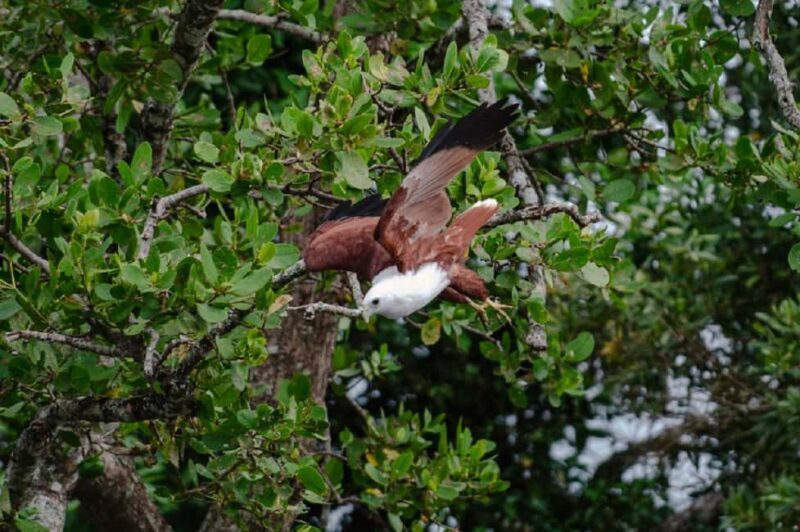 Daintree: Guided Daintree River Wildlife Cruise - Price and Value — Is It Worth It?