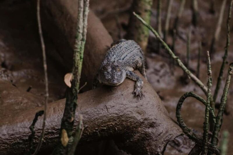 Daintree: Guided Daintree River Wildlife Cruise - Final Thoughts
