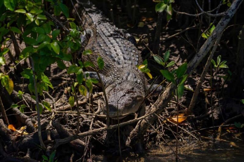 Daintree: Guided Daintree River Wildlife Cruise - FAQ